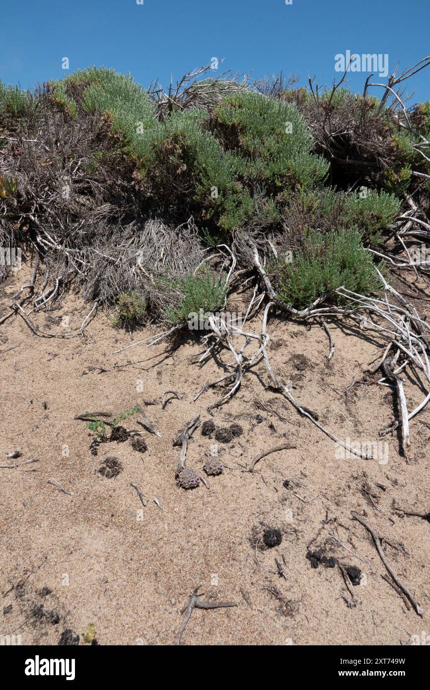 desert Christmas tree (Pholisma arenarium) Plantae Stock Photo - Alamy