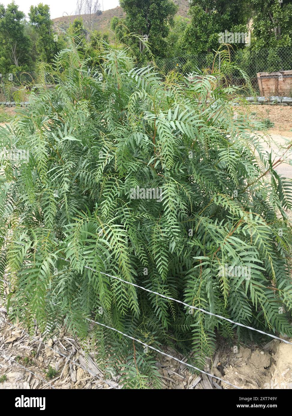 Peruvian Pepper Tree (Schinus molle) Plantae Stock Photo - Alamy