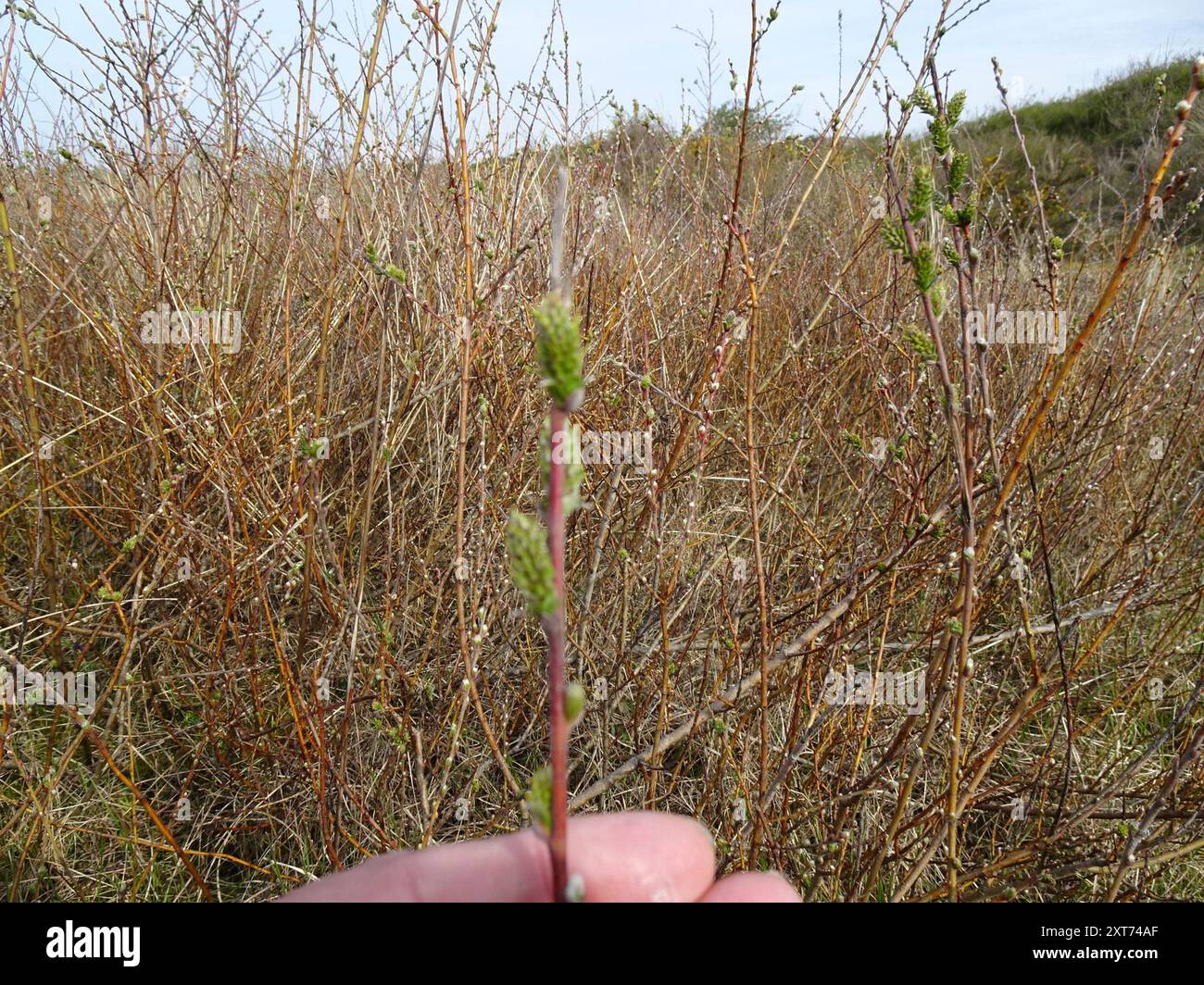 (Salix repens argentea) Plantae Stock Photo - Alamy