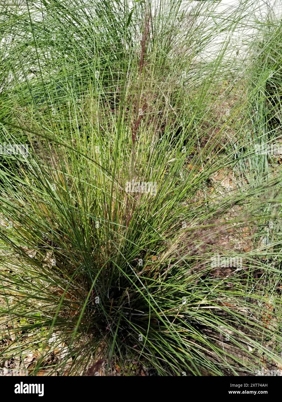 Hairawn Muhly (Muhlenbergia capillaris) Plantae Stock Photo - Alamy