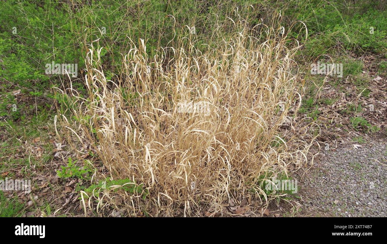 switchgrass (Panicum virgatum) Plantae Stock Photo - Alamy