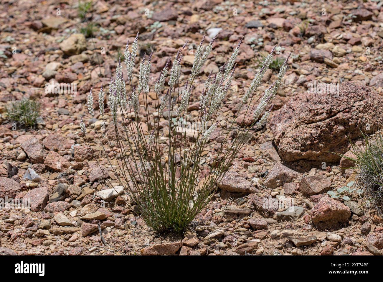 white milkwort (Polygala alba) Plantae Stock Photo - Alamy
