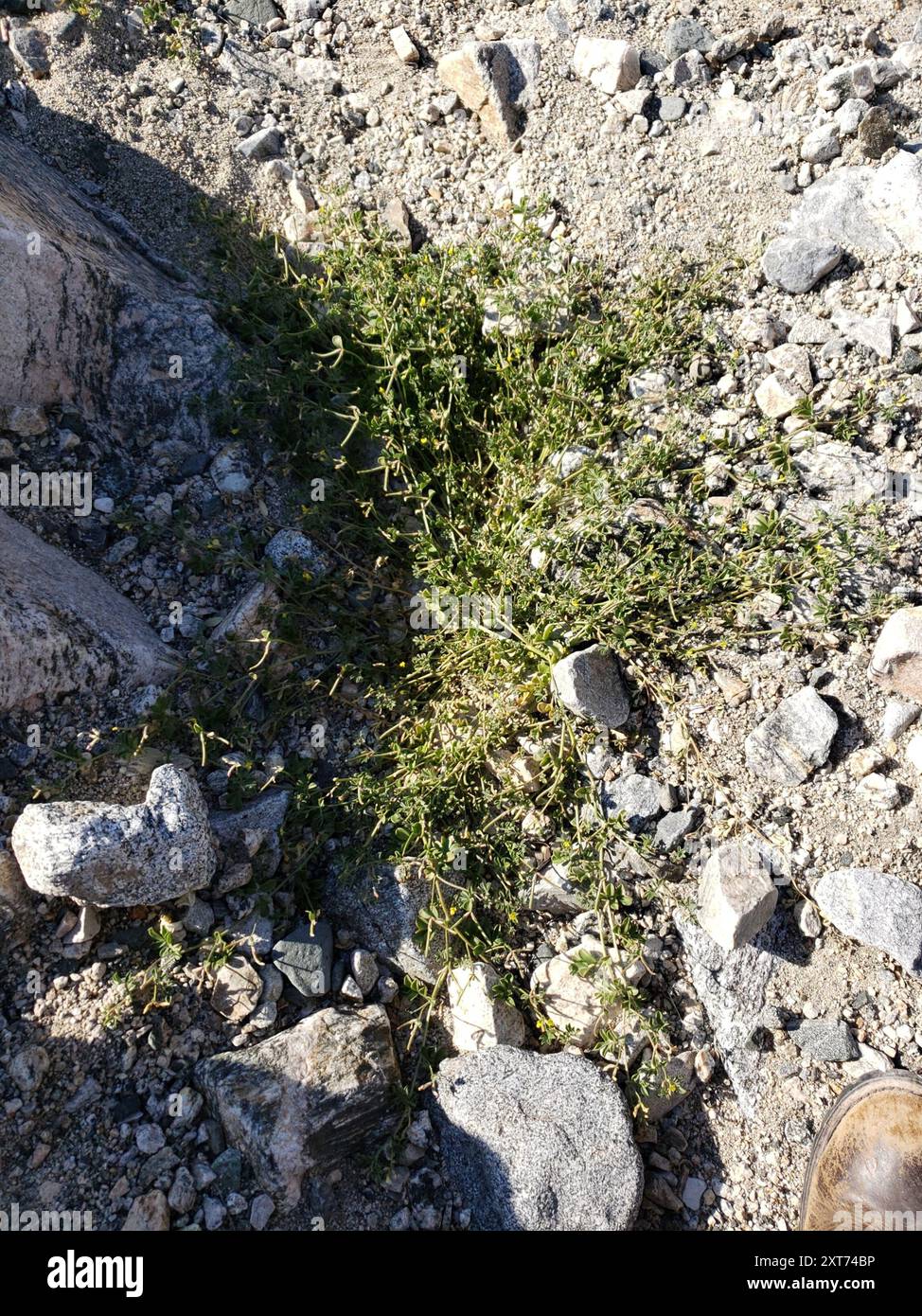 strigose lotus (Acmispon strigosus) Plantae Stock Photo - Alamy