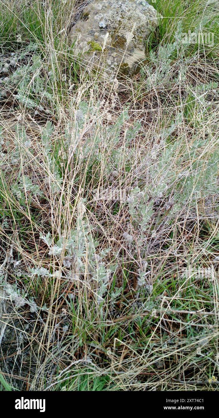 Artemisia cana hi-res stock photography and images - Alamy