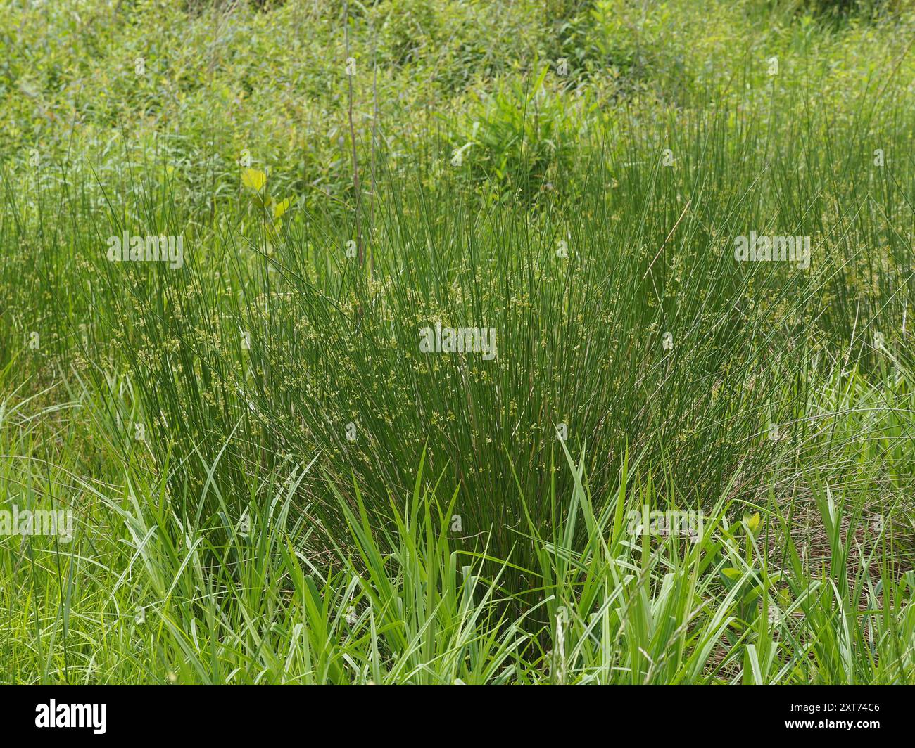 Soft Rush (Juncus effusus) Plantae Stock Photo - Alamy