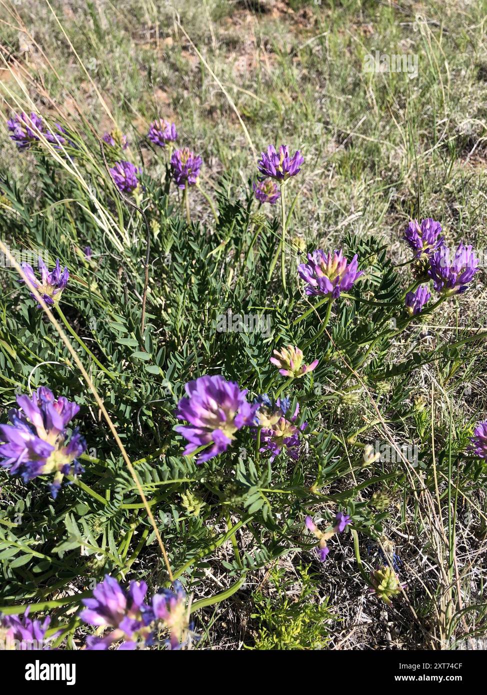 milkvetches, locoweeds, and allies (Galegeae) Plantae Stock Photo - Alamy