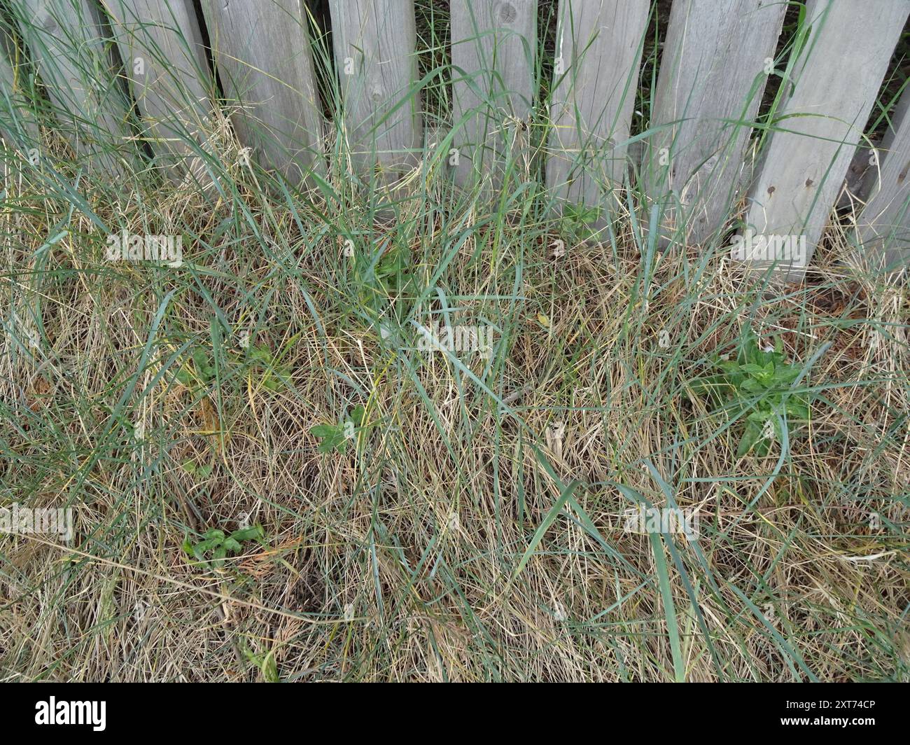 sea couch (Elymus athericus) Plantae Stock Photo - Alamy