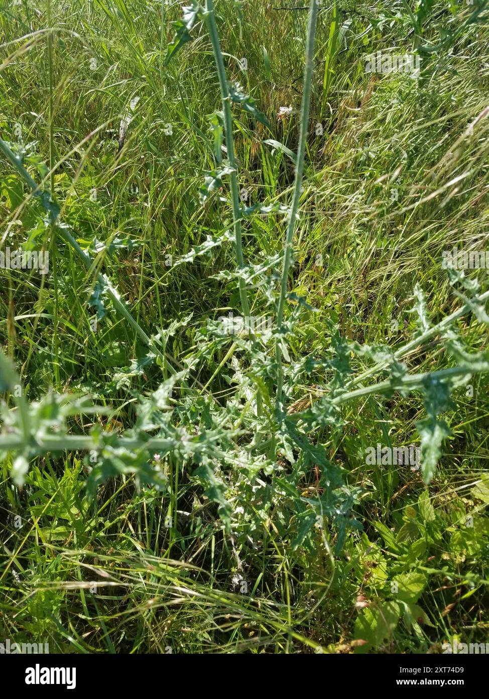 Texas Thistle (Cirsium texanum) Plantae Stock Photo - Alamy