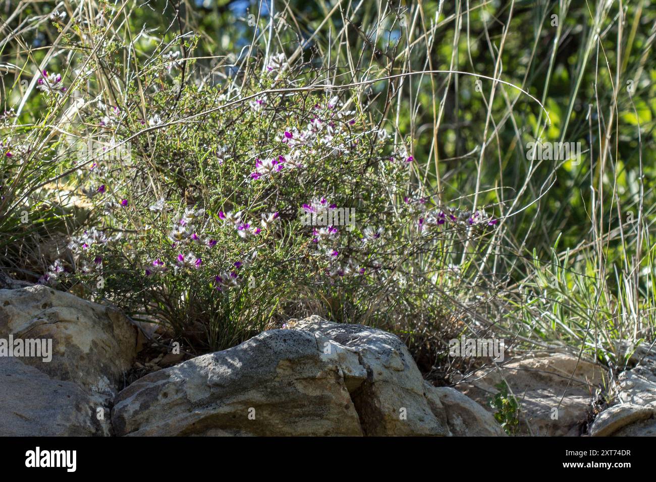 feather dalea (Dalea formosa) Plantae Stock Photo - Alamy