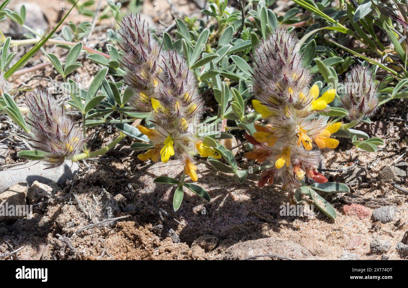 James clover hi-res stock photography and images - Alamy