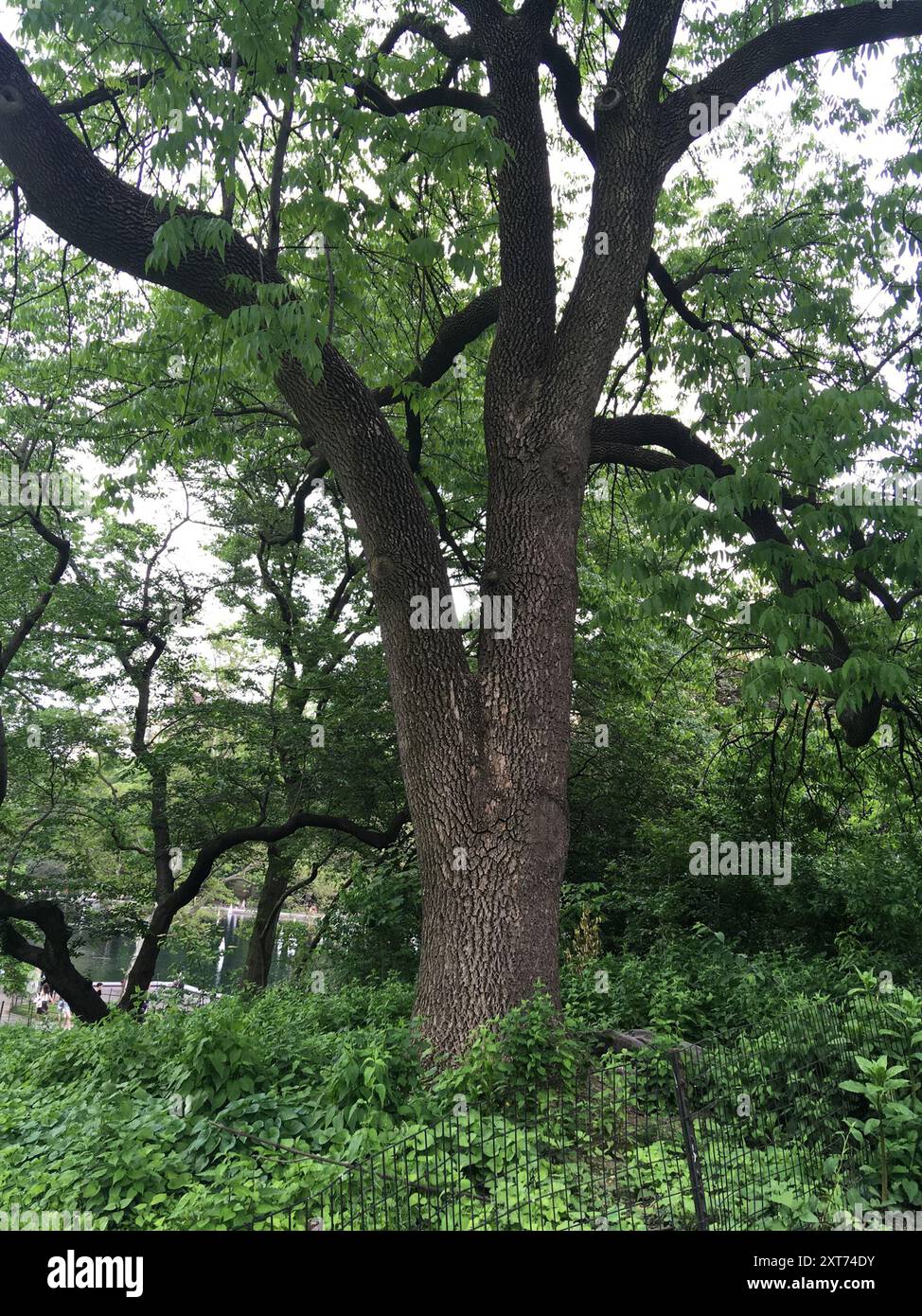 ashes (Fraxinus) Plantae Stock Photo - Alamy