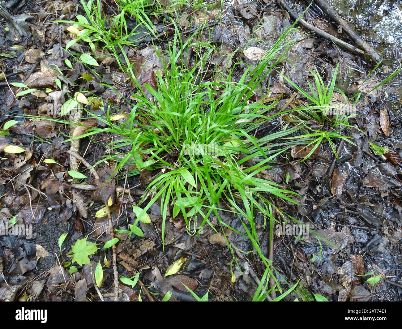 drooping woodland sedge (Carex arctata) Plantae Stock Photo - Alamy