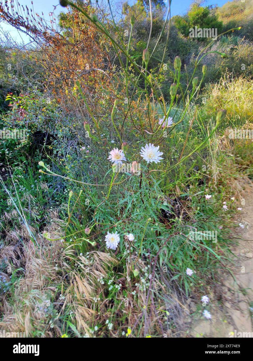 Cliff Aster (Malacothrix saxatilis) Plantae Stock Photo - Alamy
