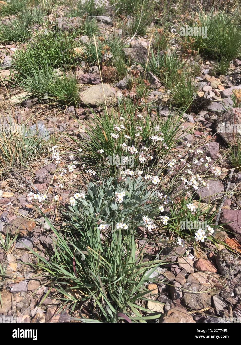 white bladderpod (Physaria purpurea) Plantae Stock Photo - Alamy