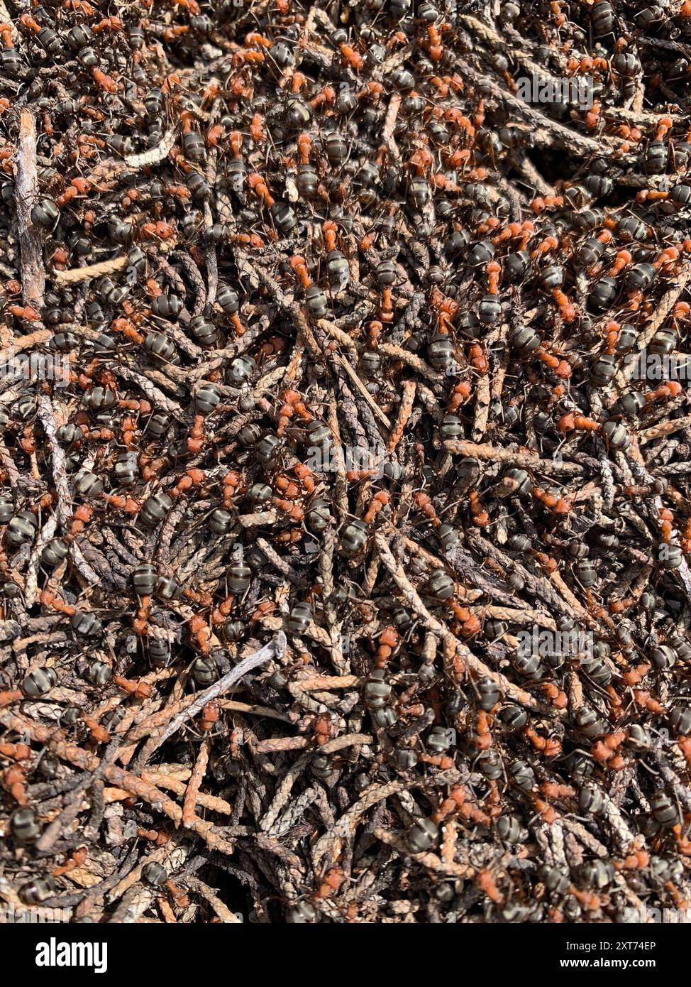 Western Thatching Ant (Formica obscuripes) Insecta Stock Photo - Alamy