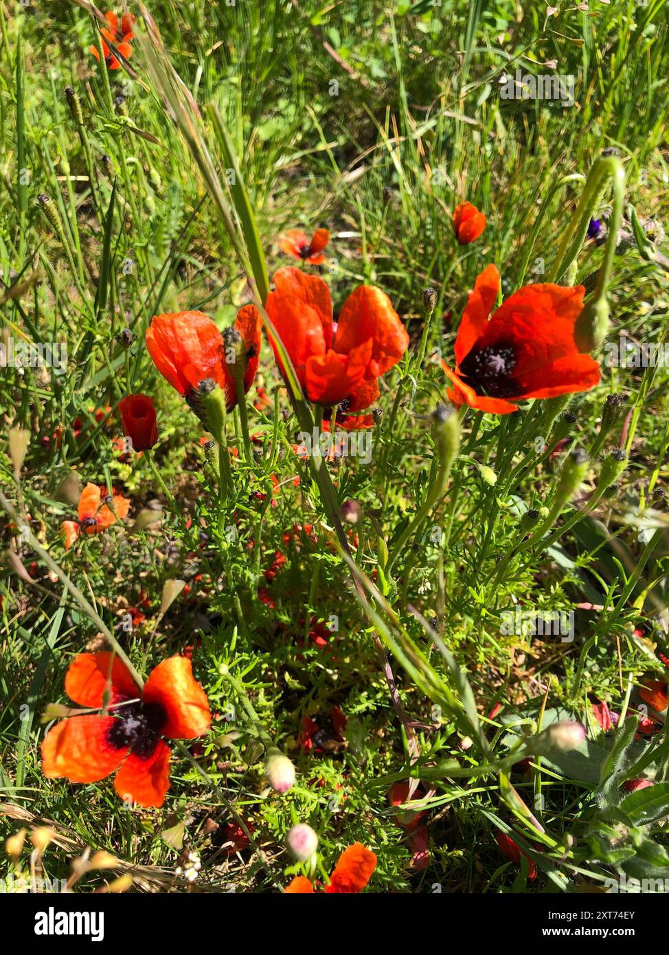 Prickly Poppy (Roemeria argemone) Plantae Stock Photo - Alamy