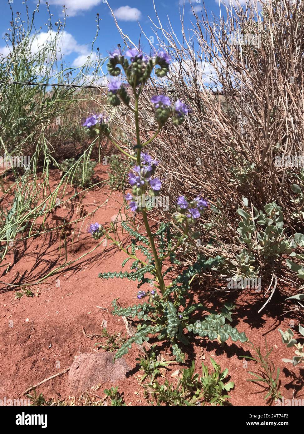 Notch-leaf Scorpionweed (Phacelia crenulata) Plantae Stock Photo - Alamy