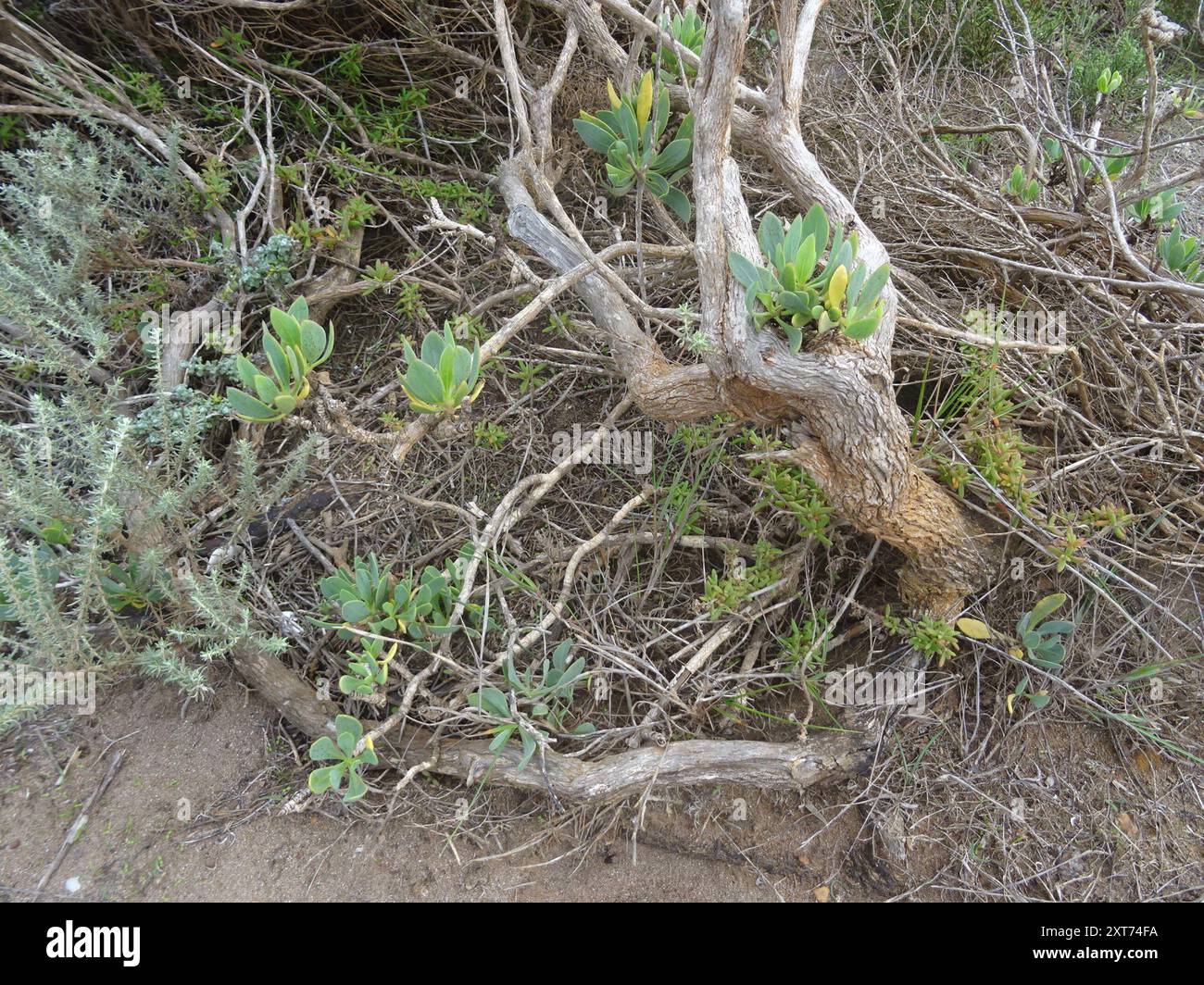 Sand Babooncabbage (Othonna coronopifolia) Plantae Stock Photo - Alamy