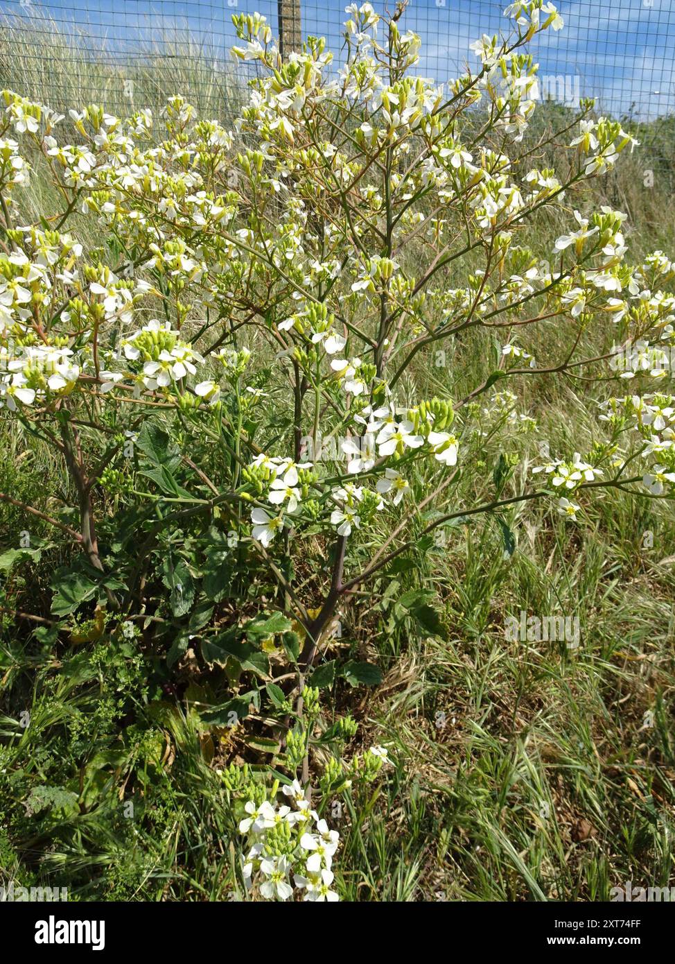 Mediterranean Radish (Raphanus raphanistrum landra) Plantae Stock Photo ...