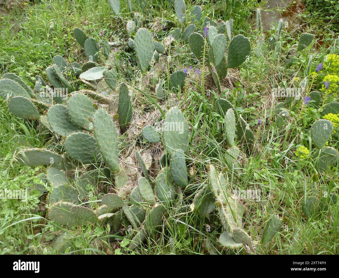 Western Pricklypear (Opuntia orbiculata) Plantae Stock Photo - Alamy