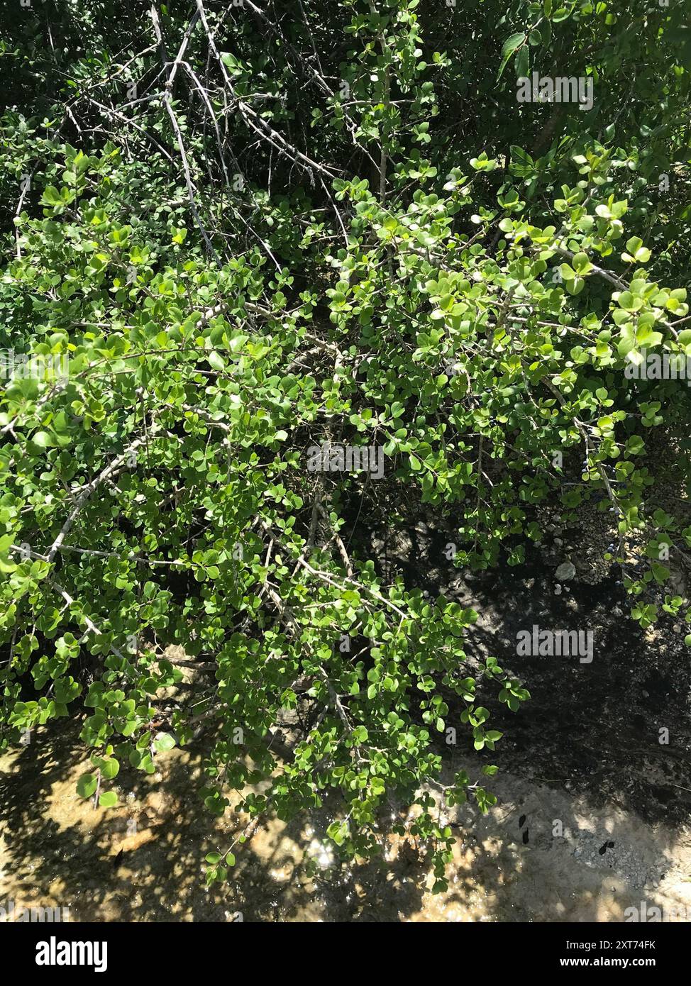 Stretchberry (Forestiera pubescens) Plantae Stock Photo - Alamy