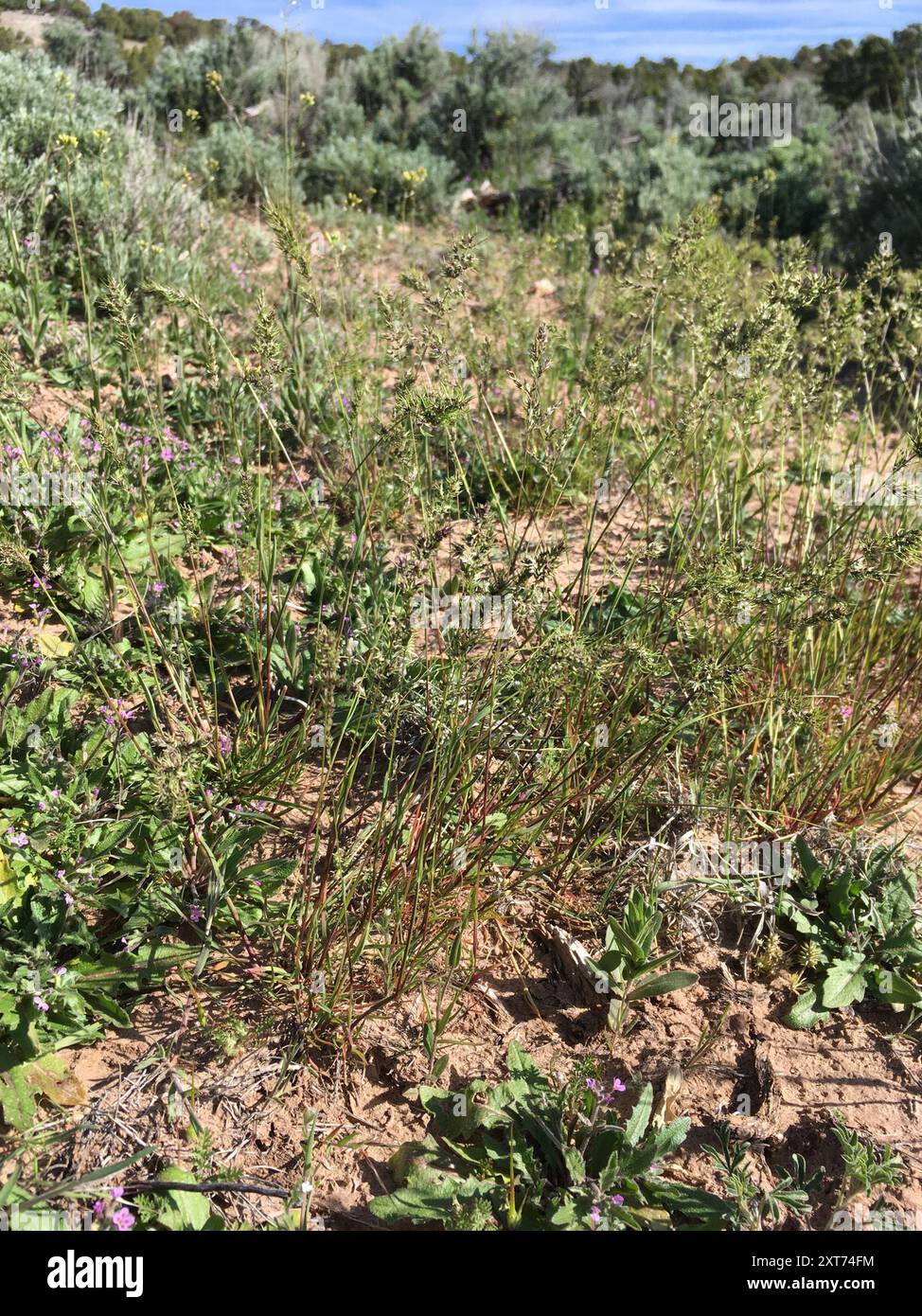 Bulbous Bluegrass (Poa bulbosa) Plantae Stock Photo - Alamy