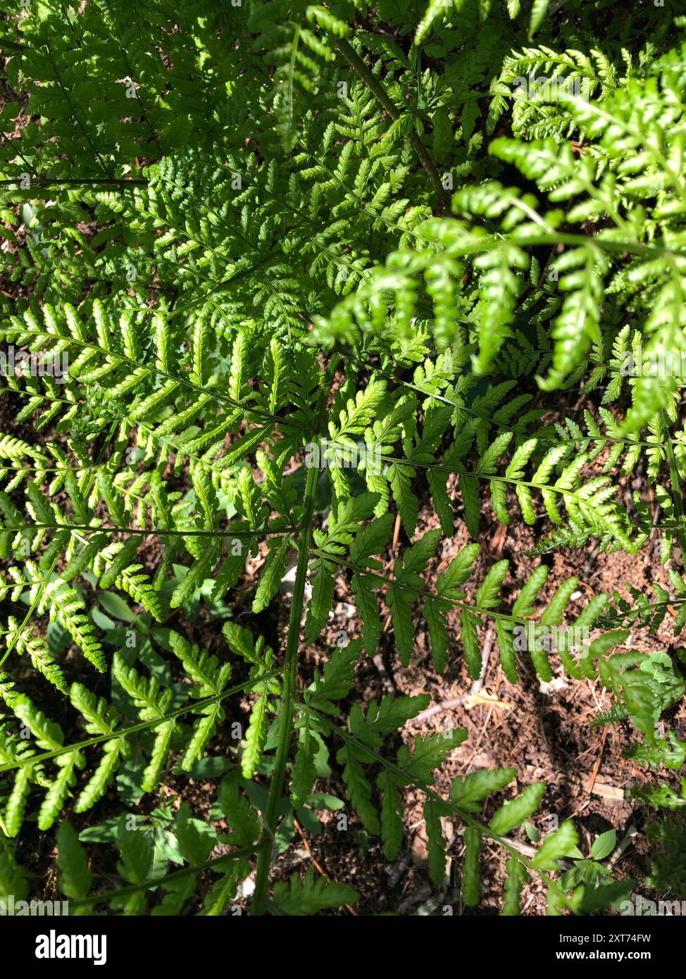 broad buckler-fern (Dryopteris dilatata) Plantae Stock Photo - Alamy
