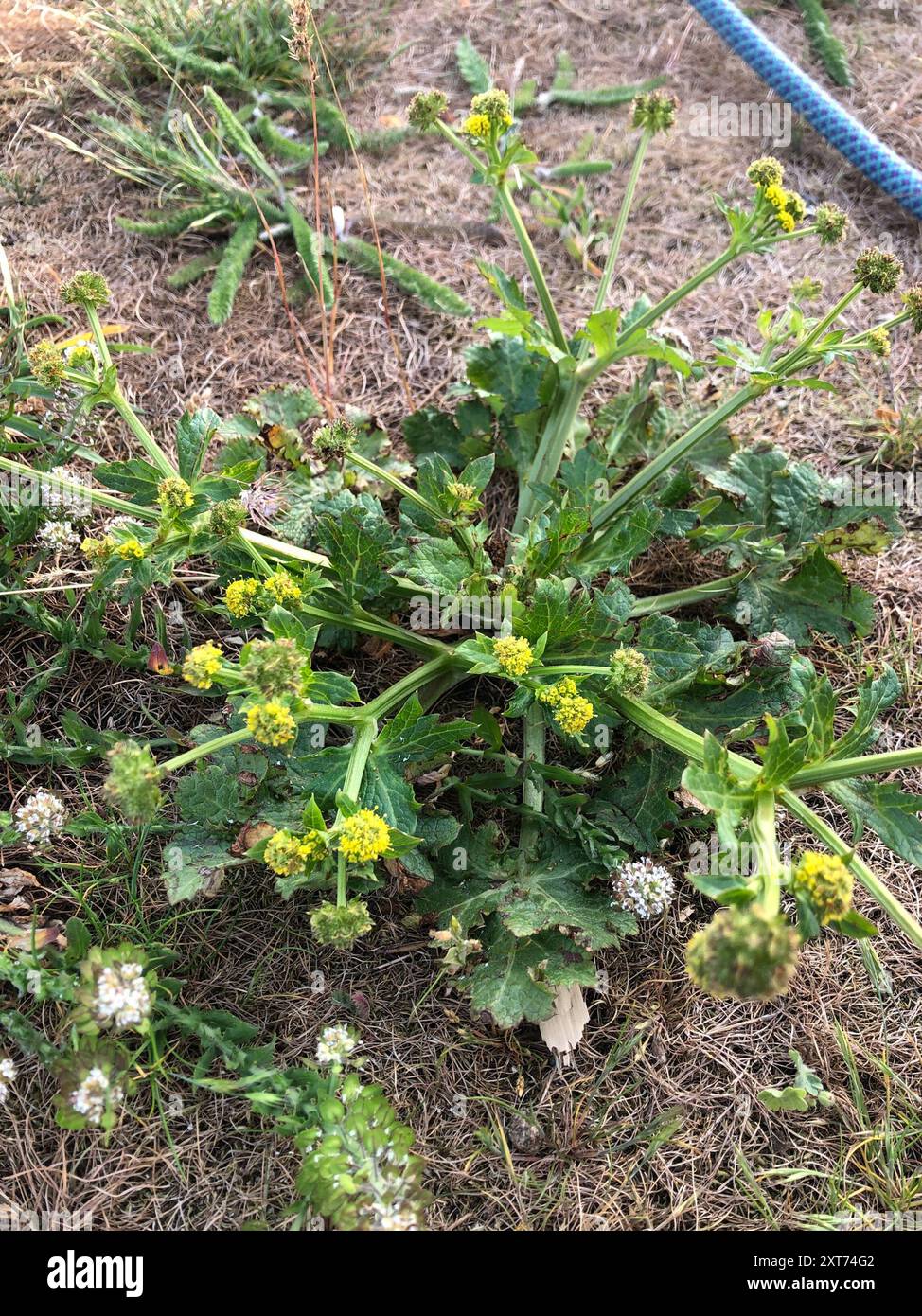 Pacific Sanicle (Sanicula crassicaulis) Plantae Stock Photo - Alamy