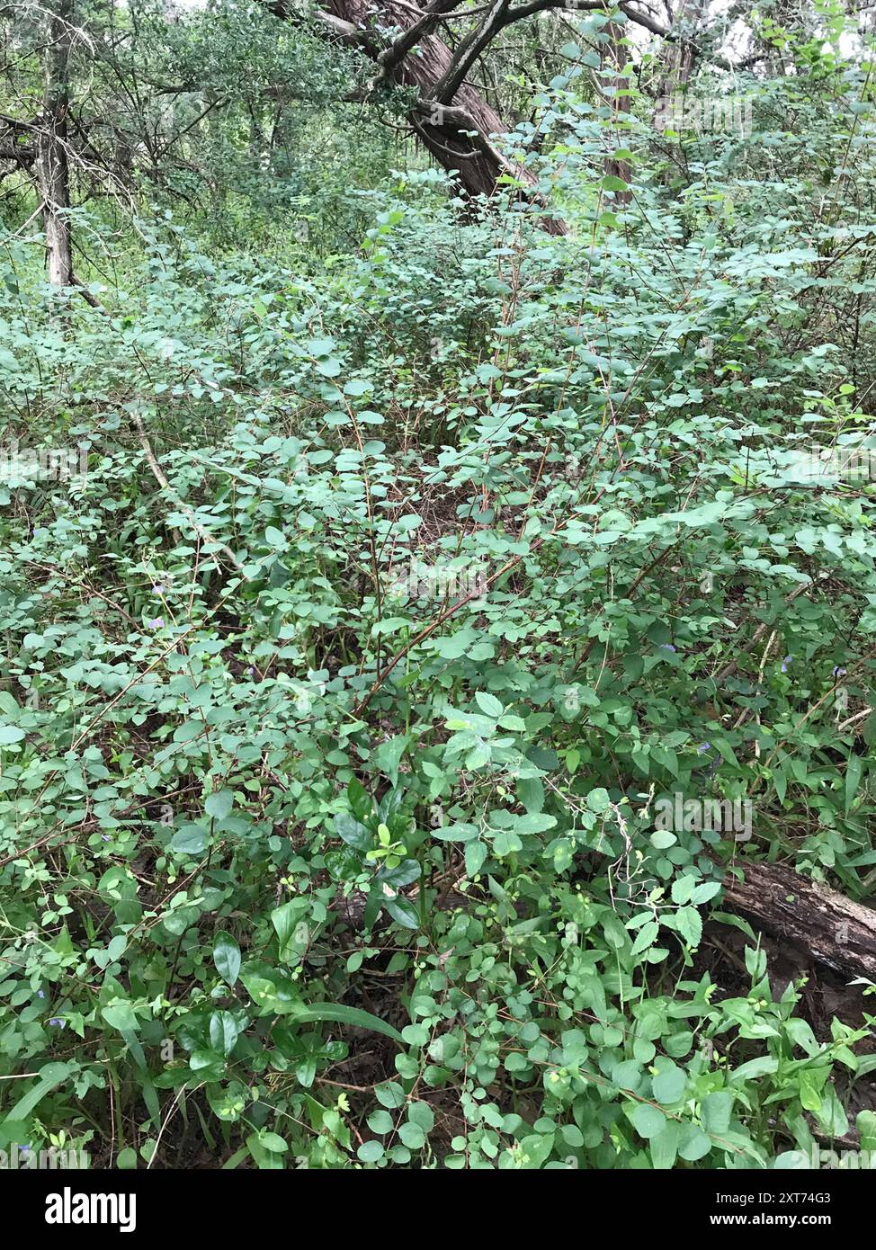 coralberry (Symphoricarpos orbiculatus) Plantae Stock Photo - Alamy