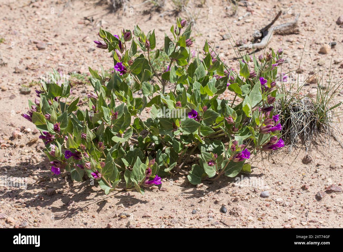 Colorado Four o'Clock (Mirabilis multiflora) Plantae Stock Photo - Alamy