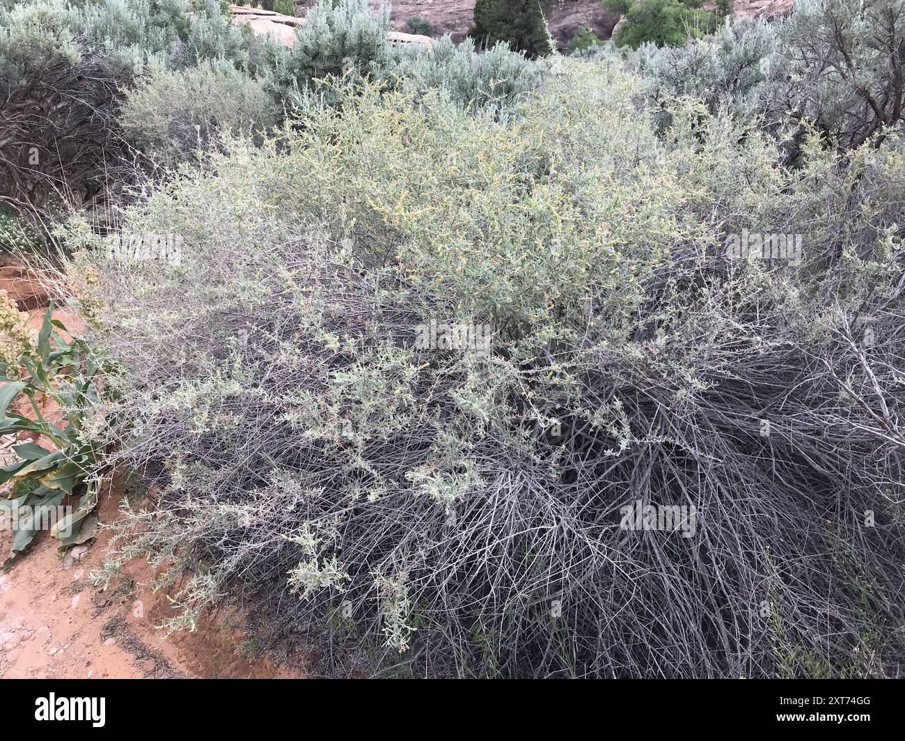 Fourwing Saltbush (Atriplex canescens) Plantae Stock Photo - Alamy