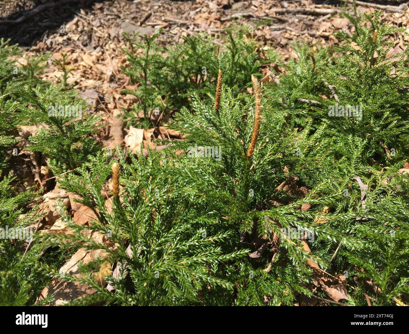 flat-branched tree-clubmoss (Dendrolycopodium obscurum) Plantae Stock ...