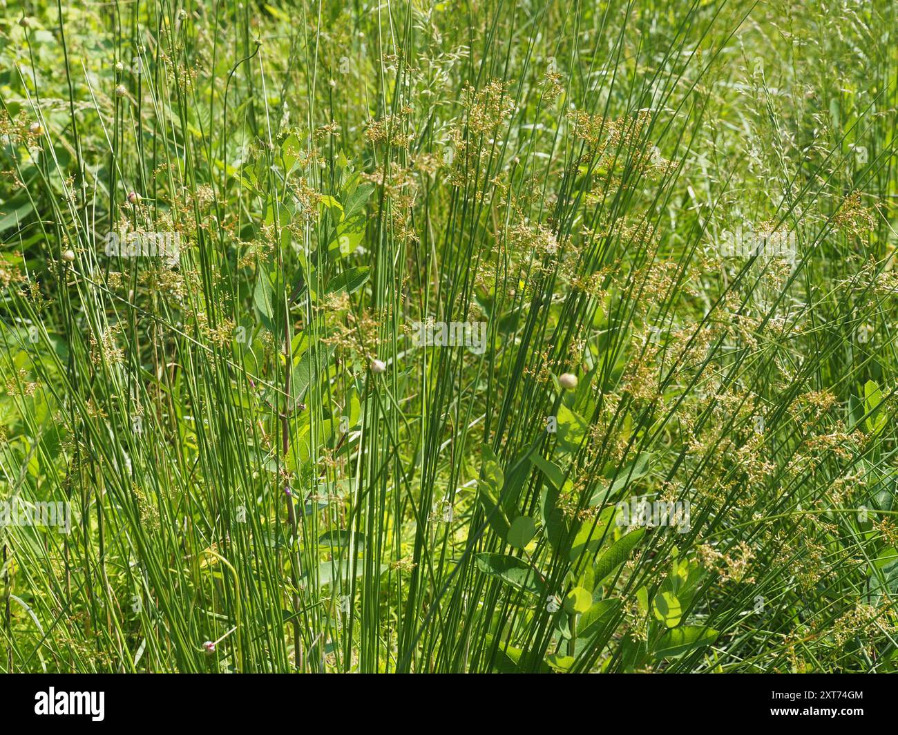 Soft Rush (Juncus effusus) Plantae Stock Photo - Alamy