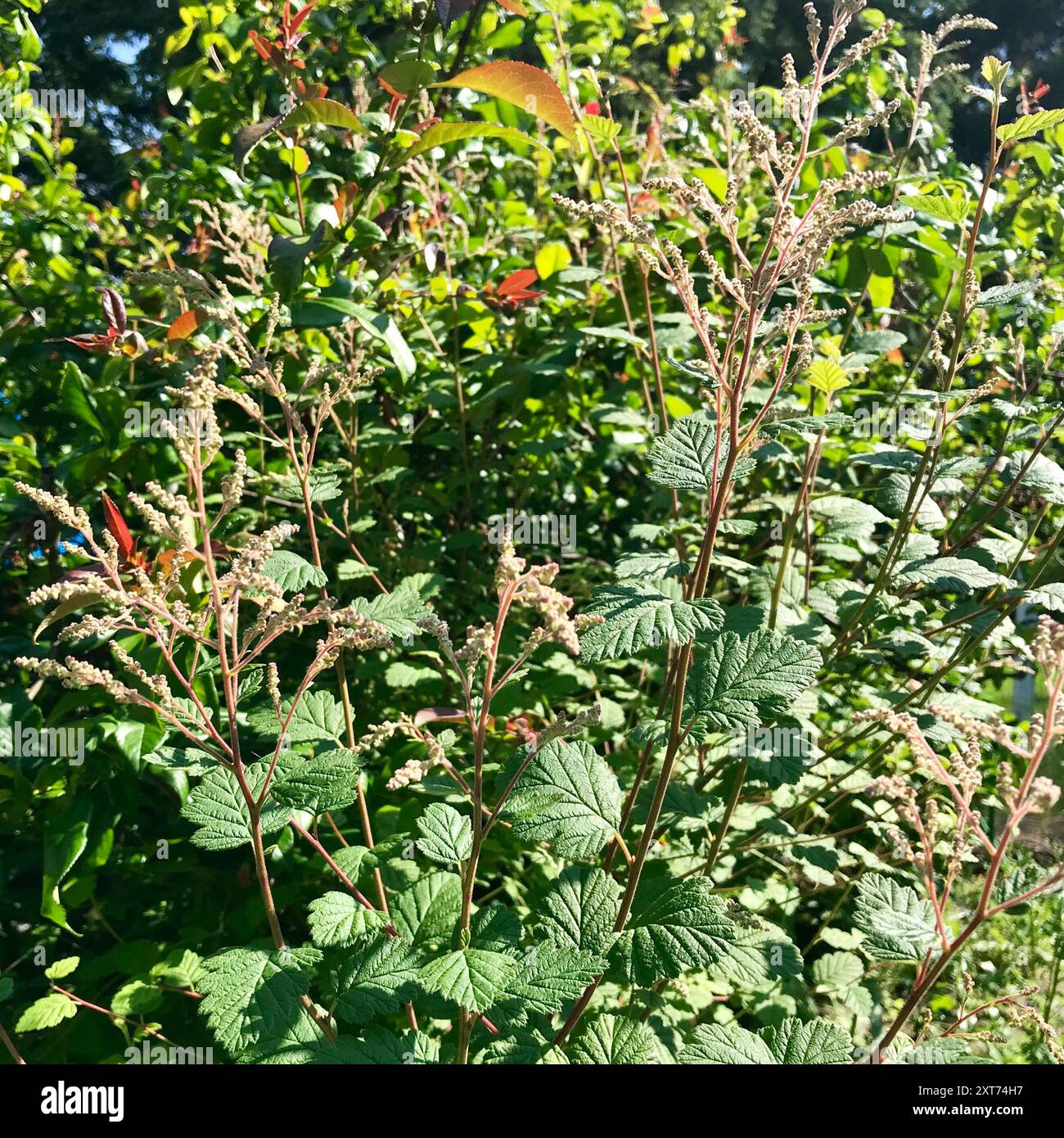Ocean spray (Holodiscus discolor) Plantae Stock Photo - Alamy