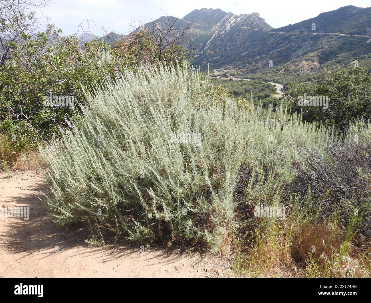 California sagebrush (Artemisia californica) Plantae Stock Photo - Alamy
