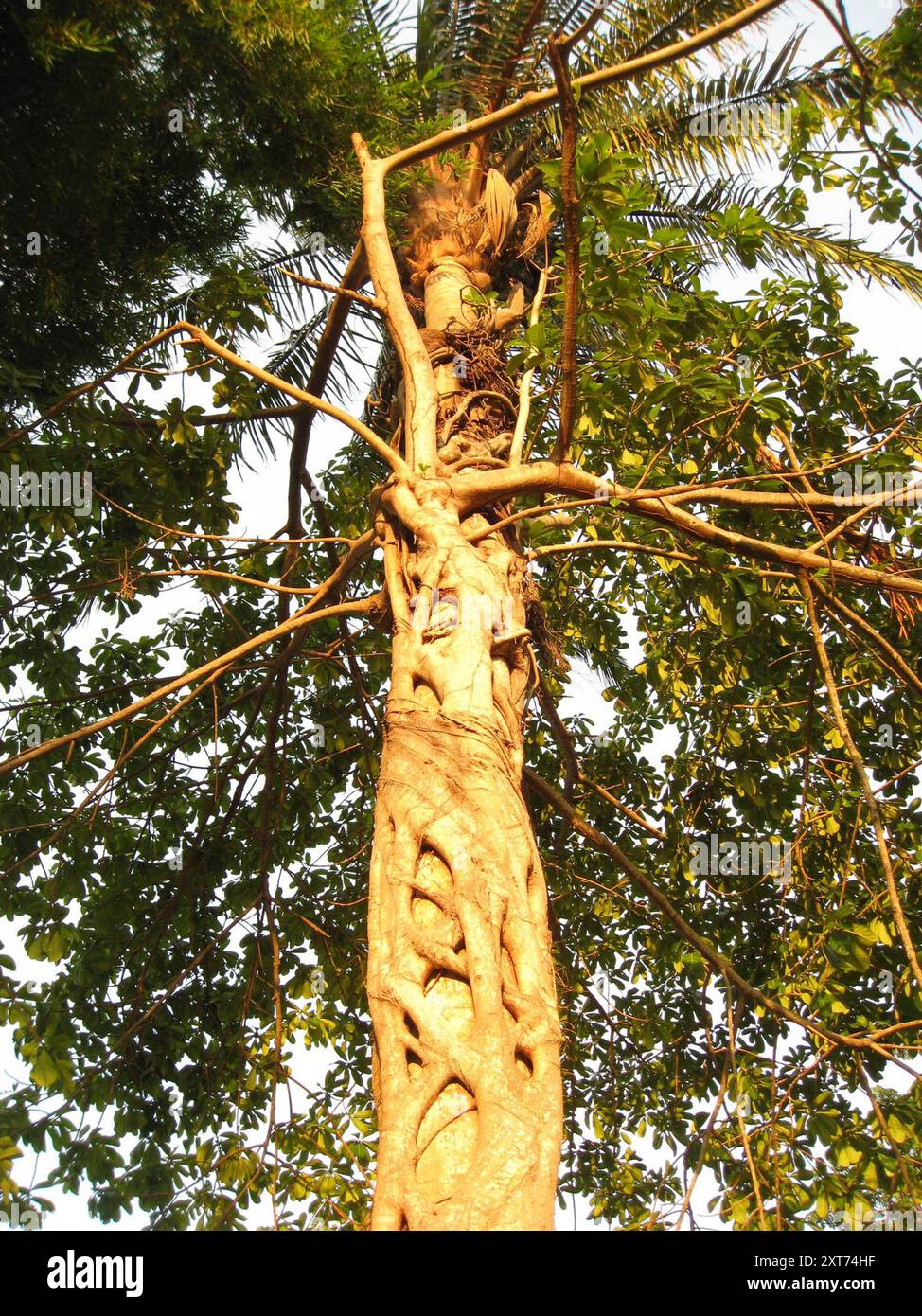 Florida Strangler Fig (Ficus aurea) Plantae Stock Photo - Alamy