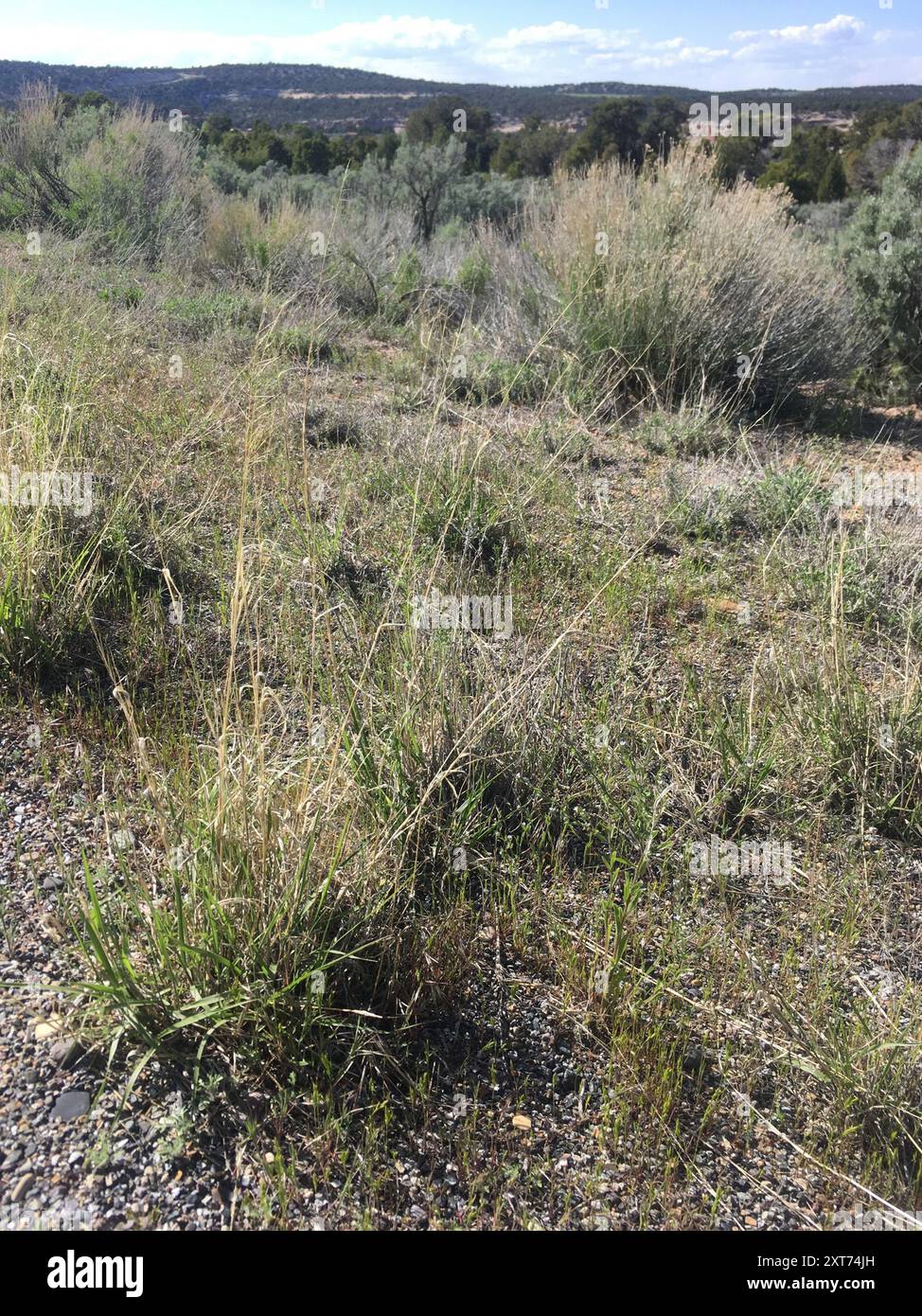 Sand Dropseed (Sporobolus cryptandrus) Plantae Stock Photo - Alamy