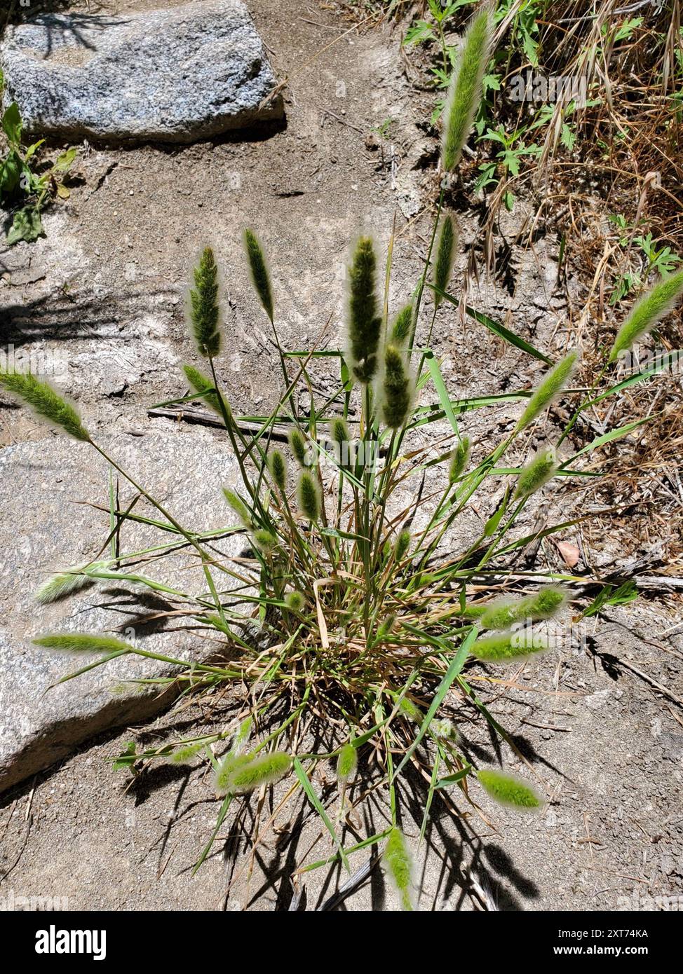 rabbitfoot grass (Polypogon monspeliensis) Plantae Stock Photo - Alamy