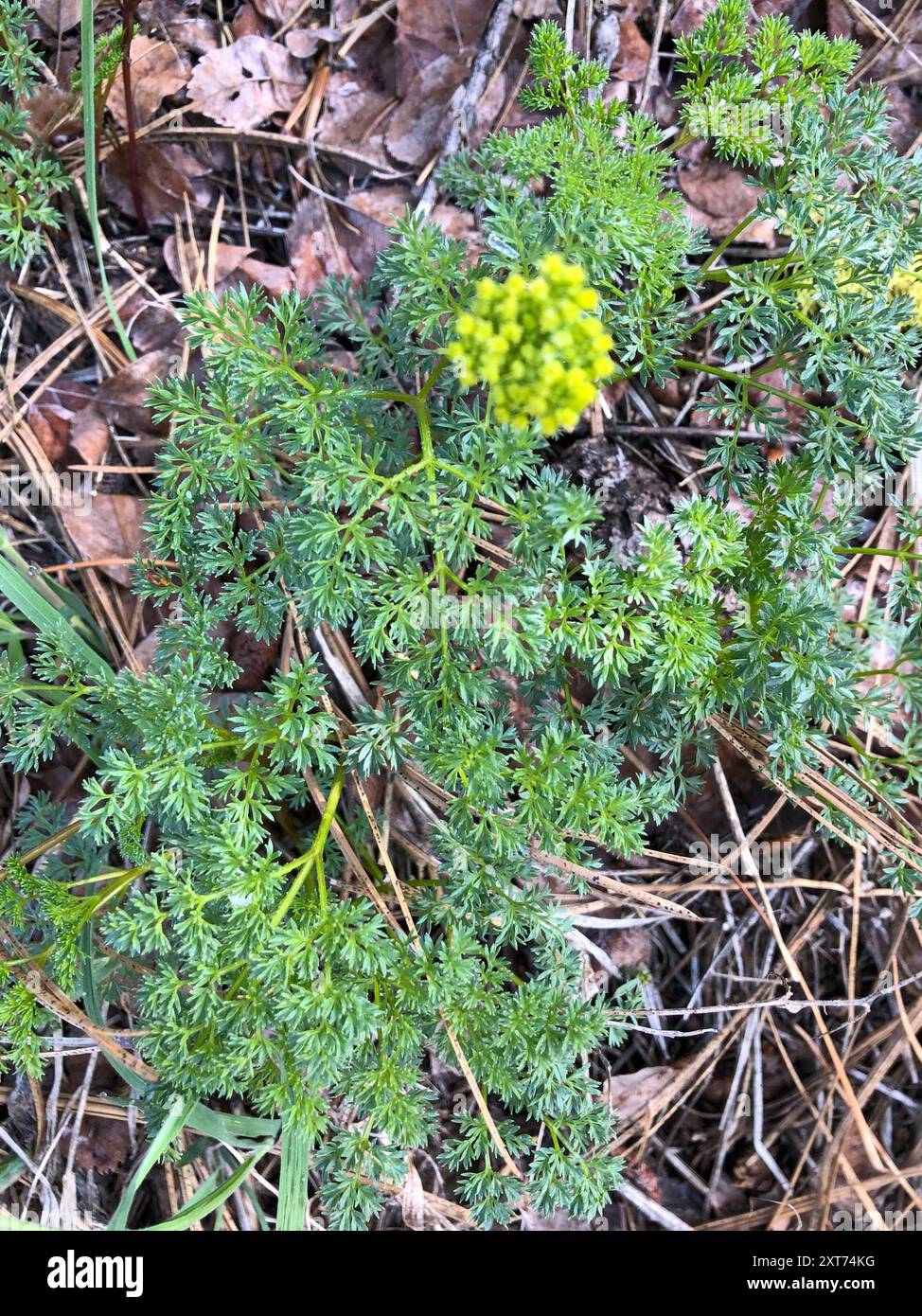 Biscuitroots (Lomatium) Plantae Stock Photo - Alamy