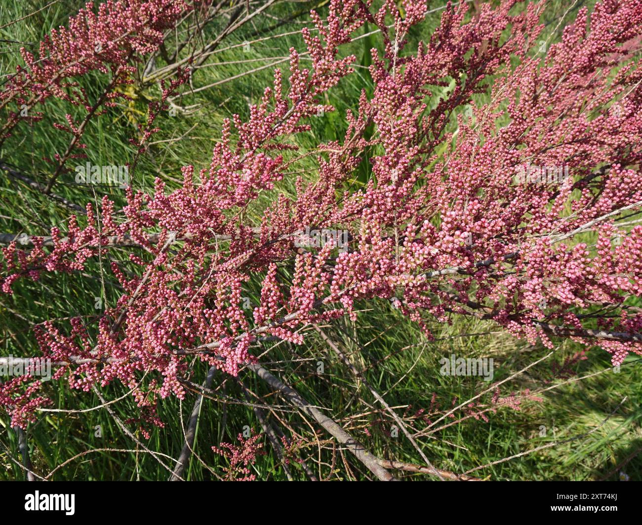 French tamarisk (Tamarix gallica) Plantae Stock Photo - Alamy