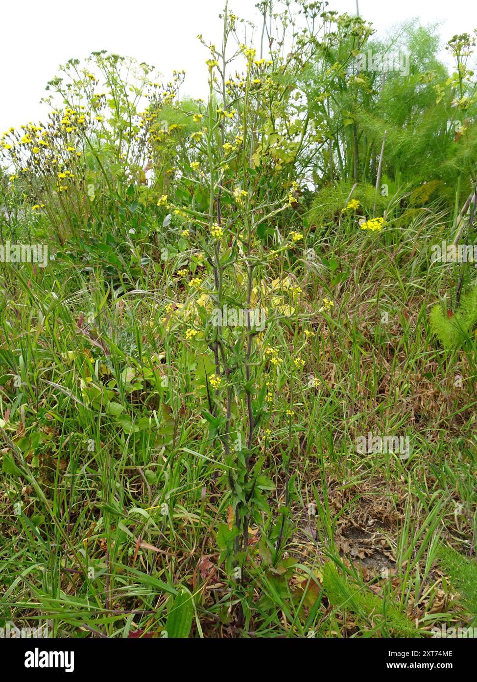 Hedge mustard (Sisymbrium officinale) Plantae Stock Photo - Alamy