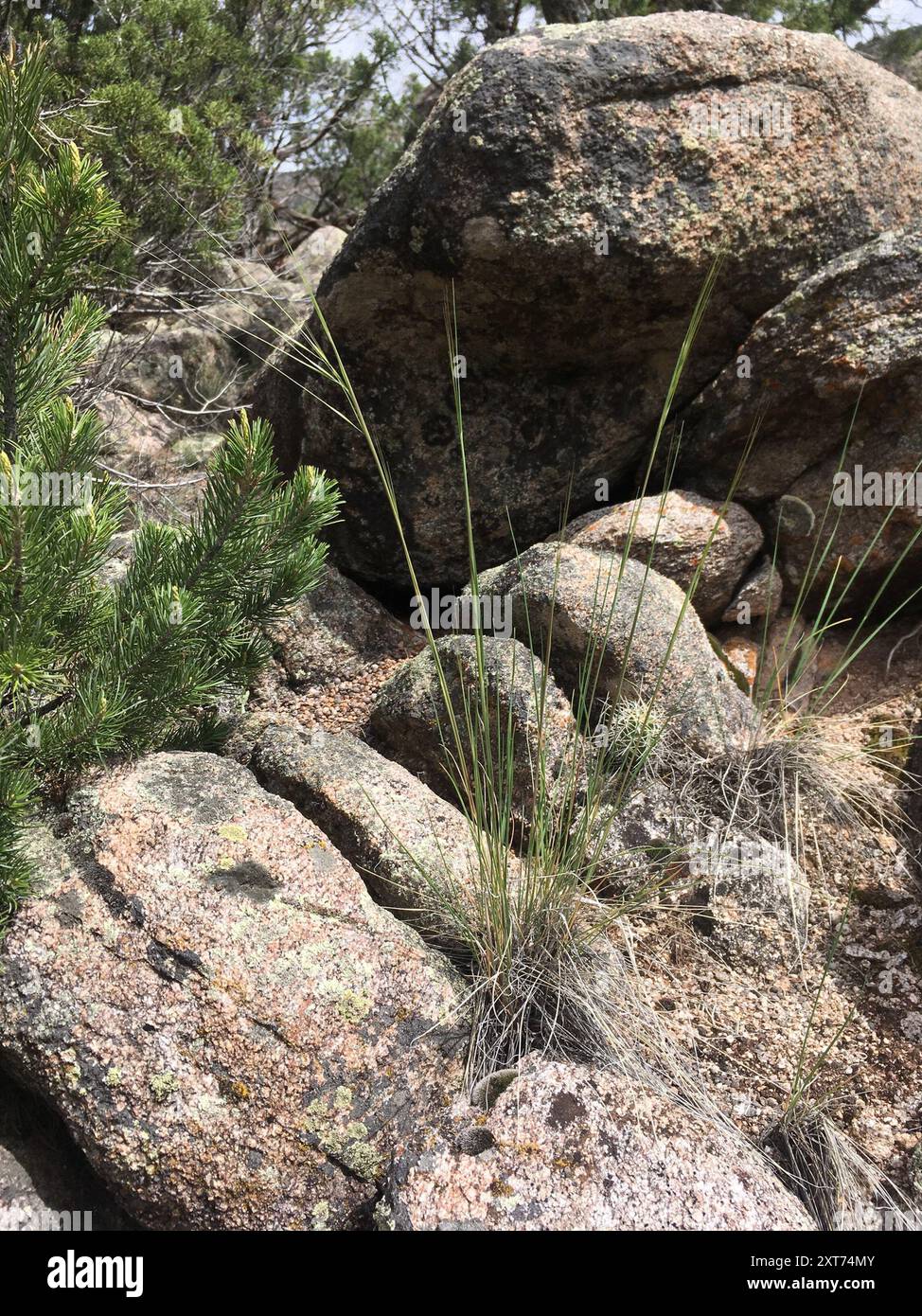 Needle-and-thread Grass (Hesperostipa comata) Plantae Stock Photo - Alamy