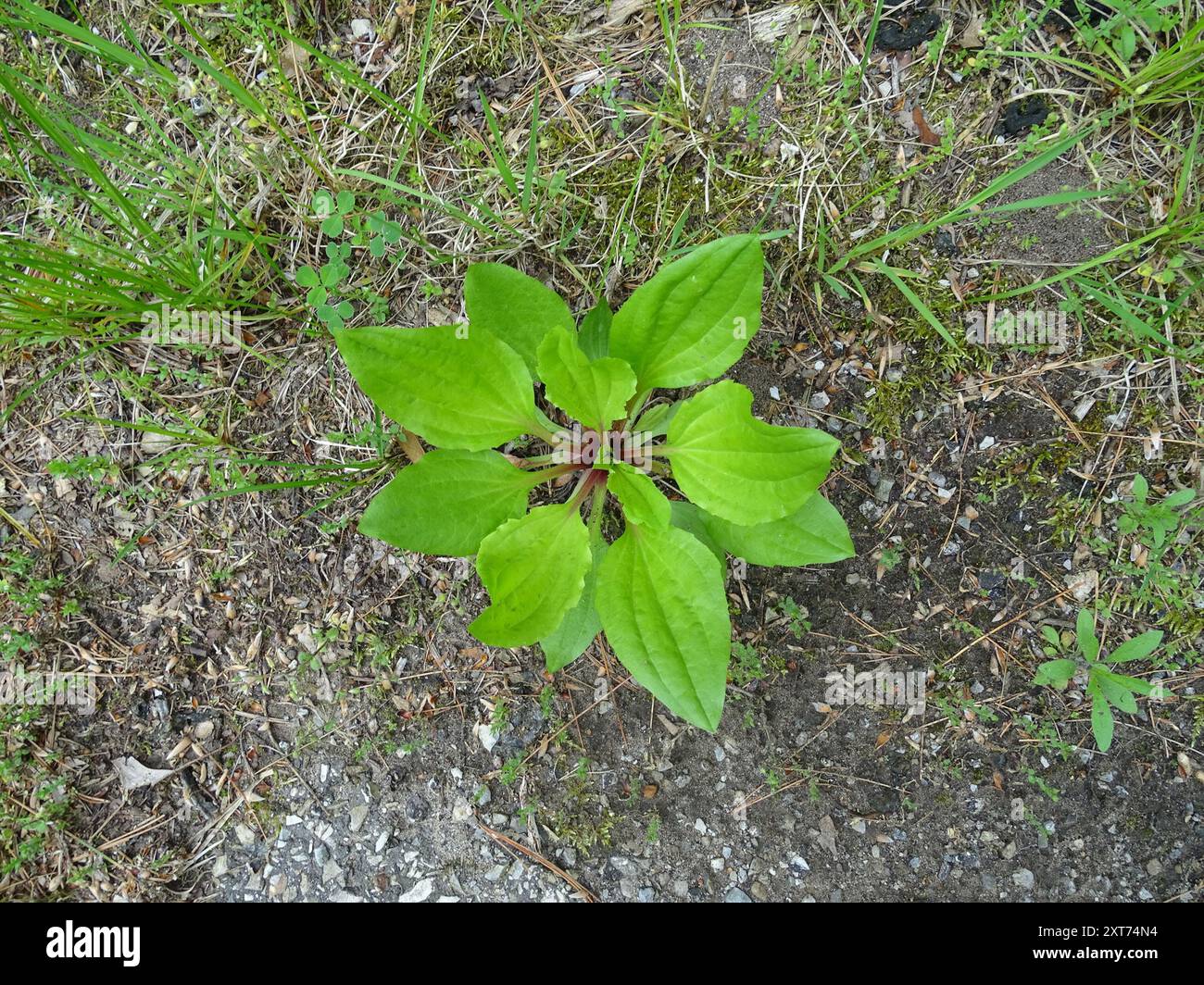 American plantain (Plantago rugelii) Plantae Stock Photo - Alamy