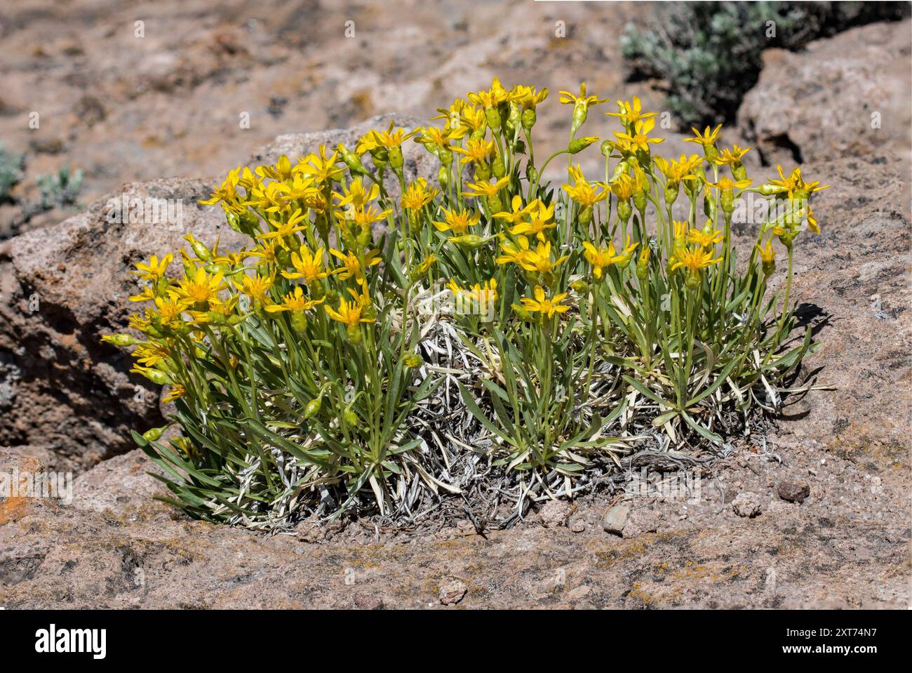 Thrift Mock Goldenweed (Stenotus armerioides) Plantae Stock Photo - Alamy