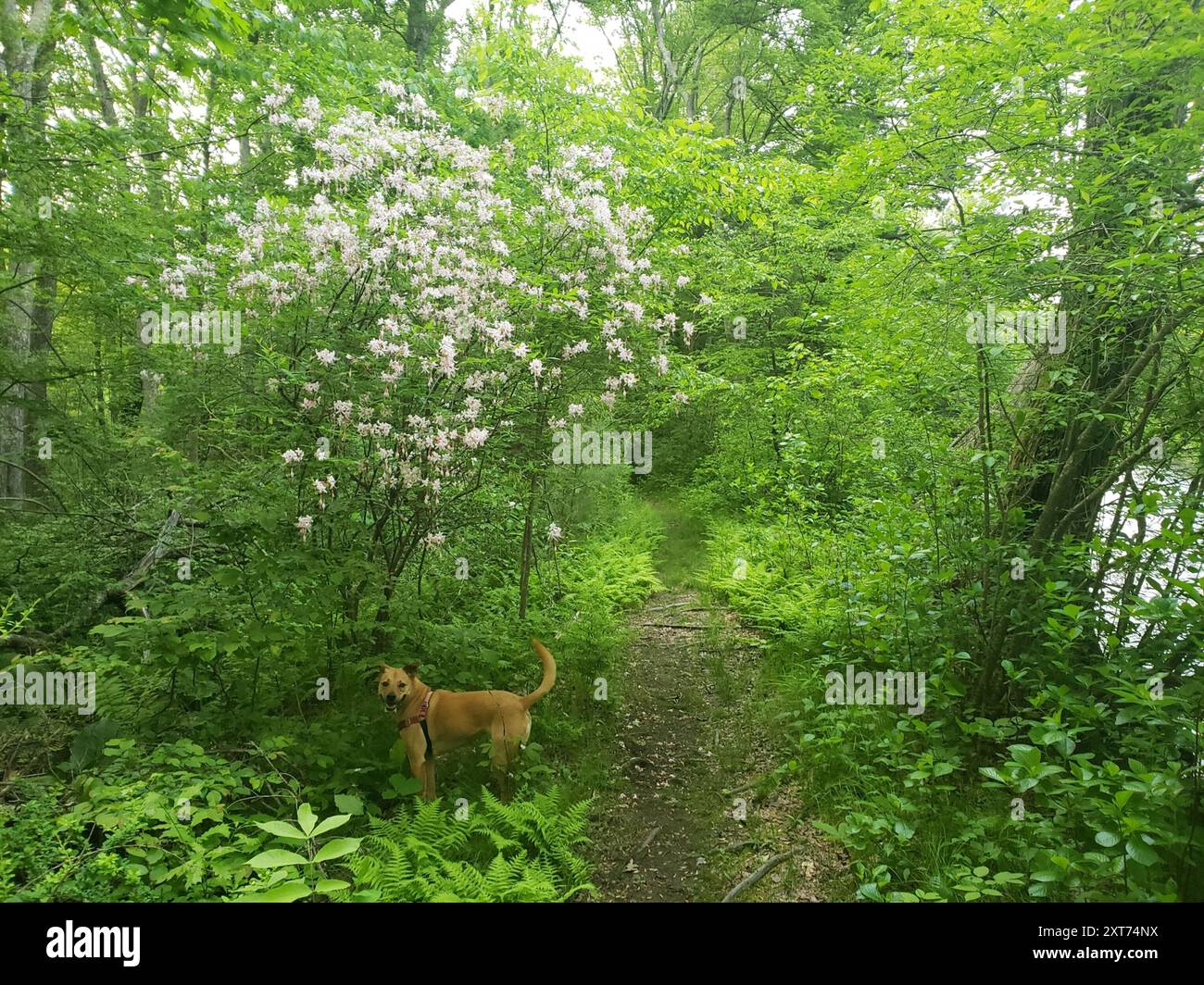 Pinxter Flower (Rhododendron periclymenoides) Plantae Stock Photo - Alamy