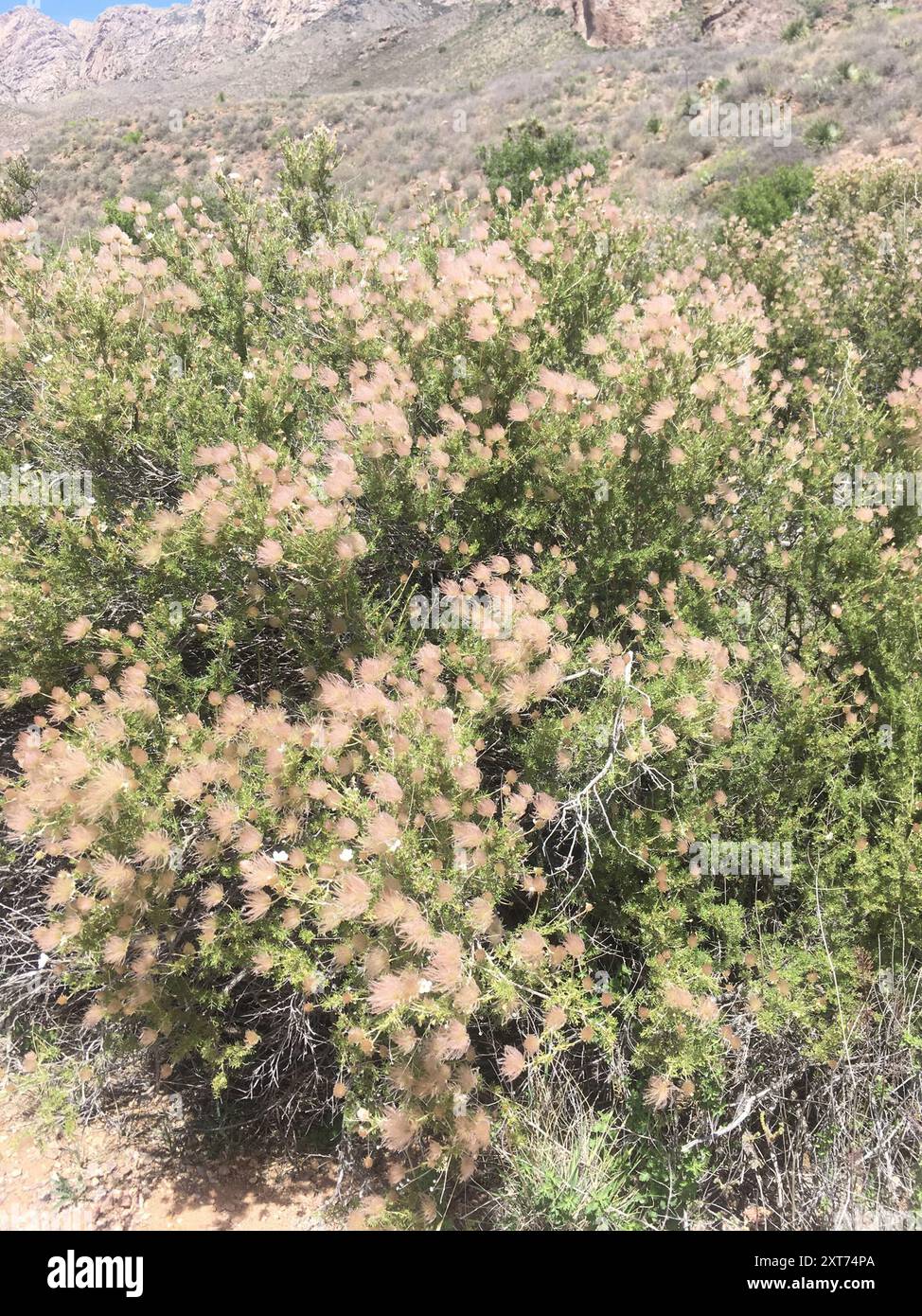 Apache plume (Fallugia paradoxa) Plantae Stock Photo - Alamy