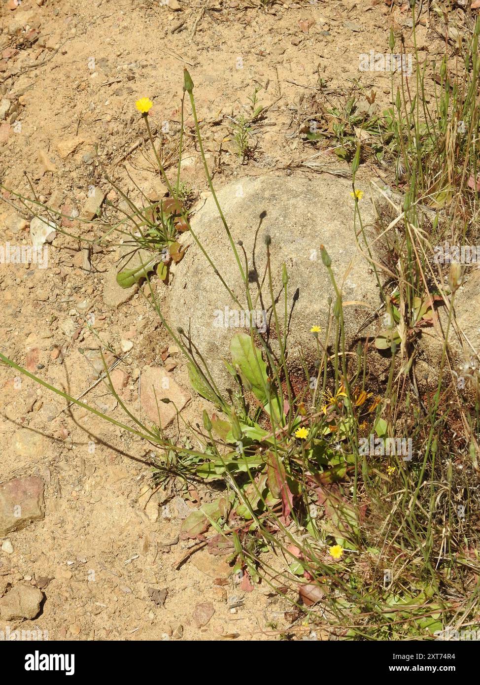 Smooth Cat's Ear (Hypochaeris glabra) Plantae Stock Photo - Alamy