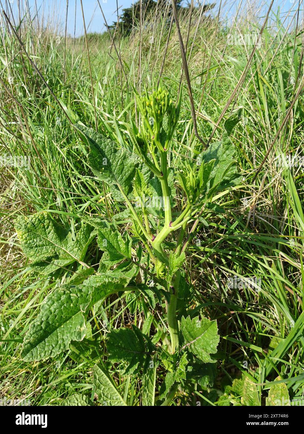 Shortpod Mustard (Hirschfeldia incana) Plantae Stock Photo - Alamy
