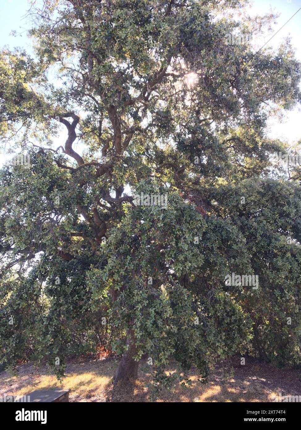 oaks (Quercus) Plantae Stock Photo - Alamy
