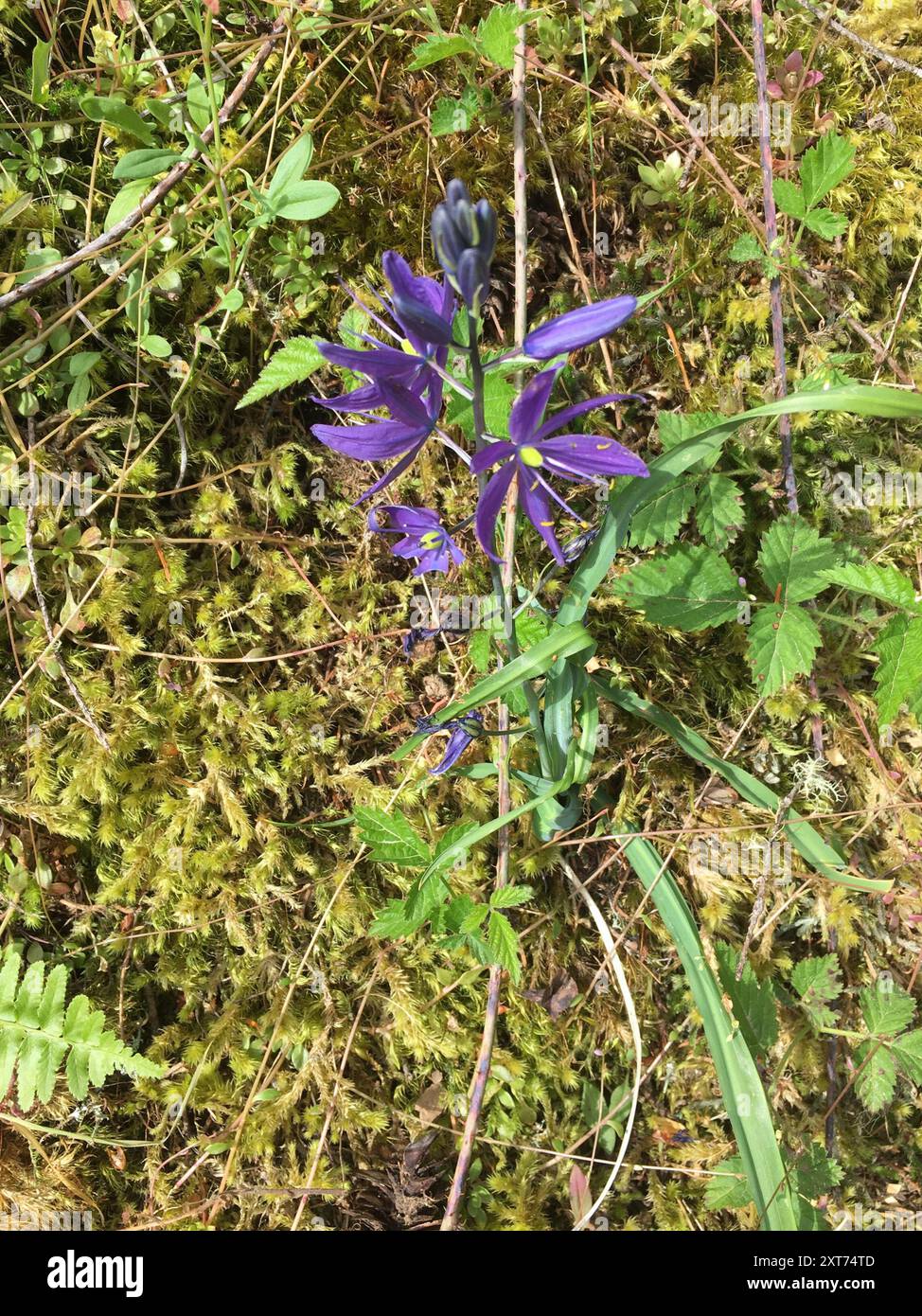great camas (Camassia leichtlinii) Plantae Stock Photo - Alamy